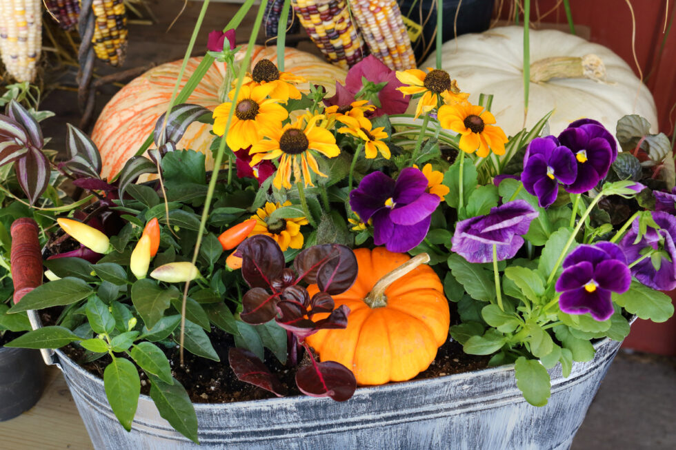 Recipe for the Perfect Fall Planter - St. Croix Valley Magazine